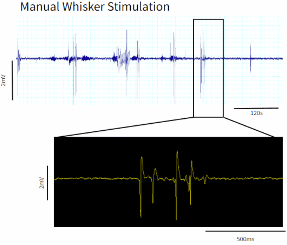 Whisker Experiment for the Optogenetics Biopotential Telemeter | ADInstruments